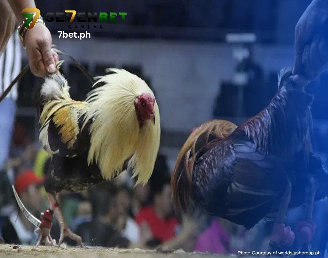 Narito ang Pinakamahusay na Gabay sa Online Sabong - 7BET (SevenBet) Narito ang Pinakamahusay na Gabay sa Online Sabong - 7BET (SevenBet)
